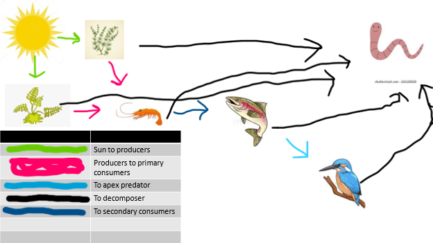 Pond Food Web | Grade 9 Science Journal Q1